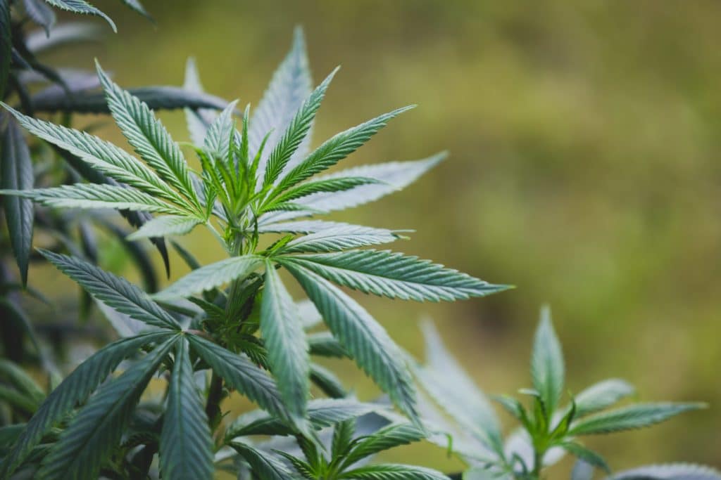 Day 168: 9 Insights into ARS §13-3408: The Legal Landscape of Marijuana ...